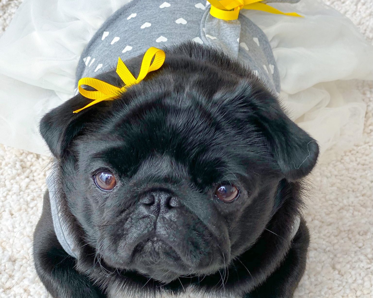 How to dress your pup cute for less – Sprinkle Pups