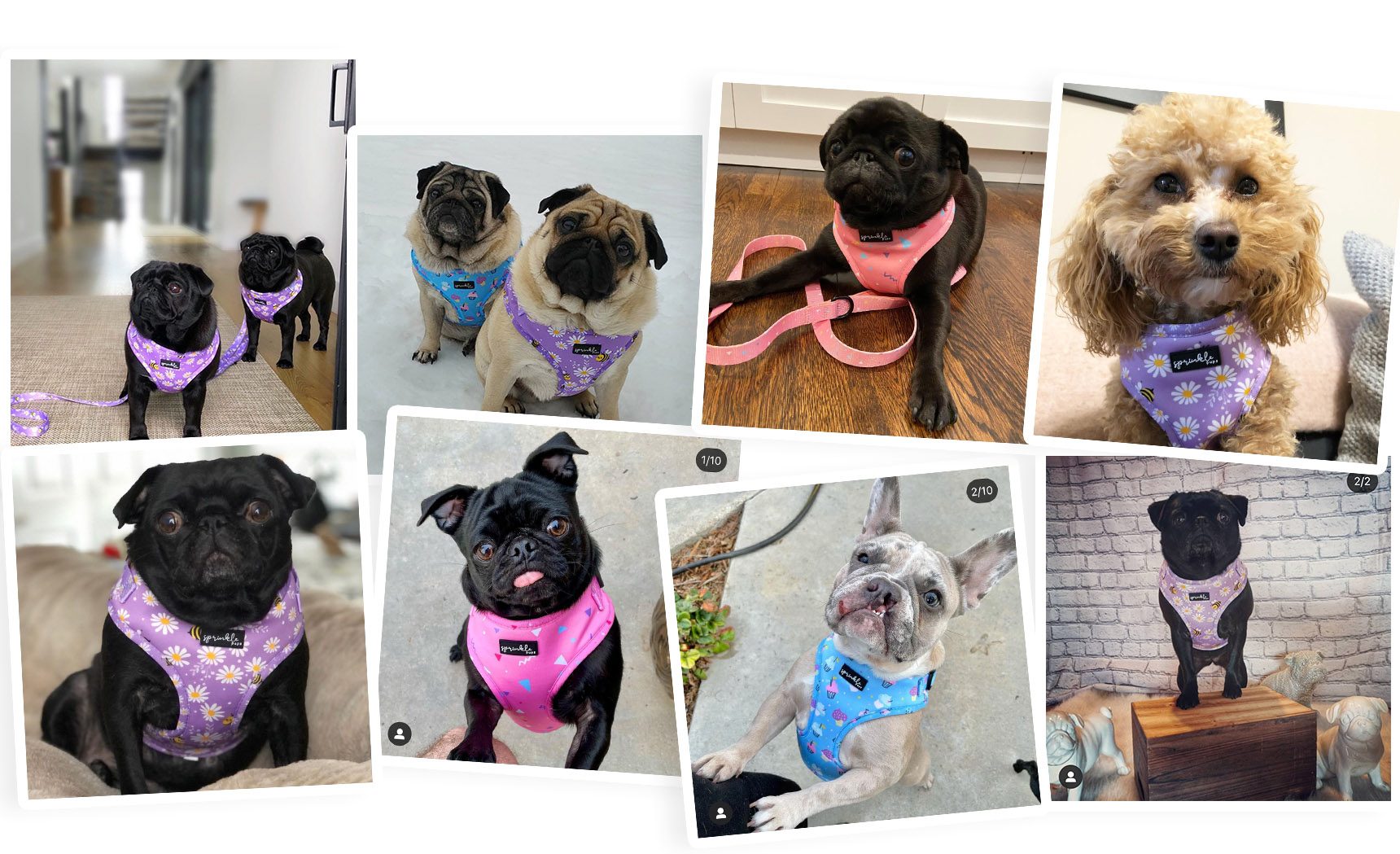 Let's get it started! – Sprinkle Pups