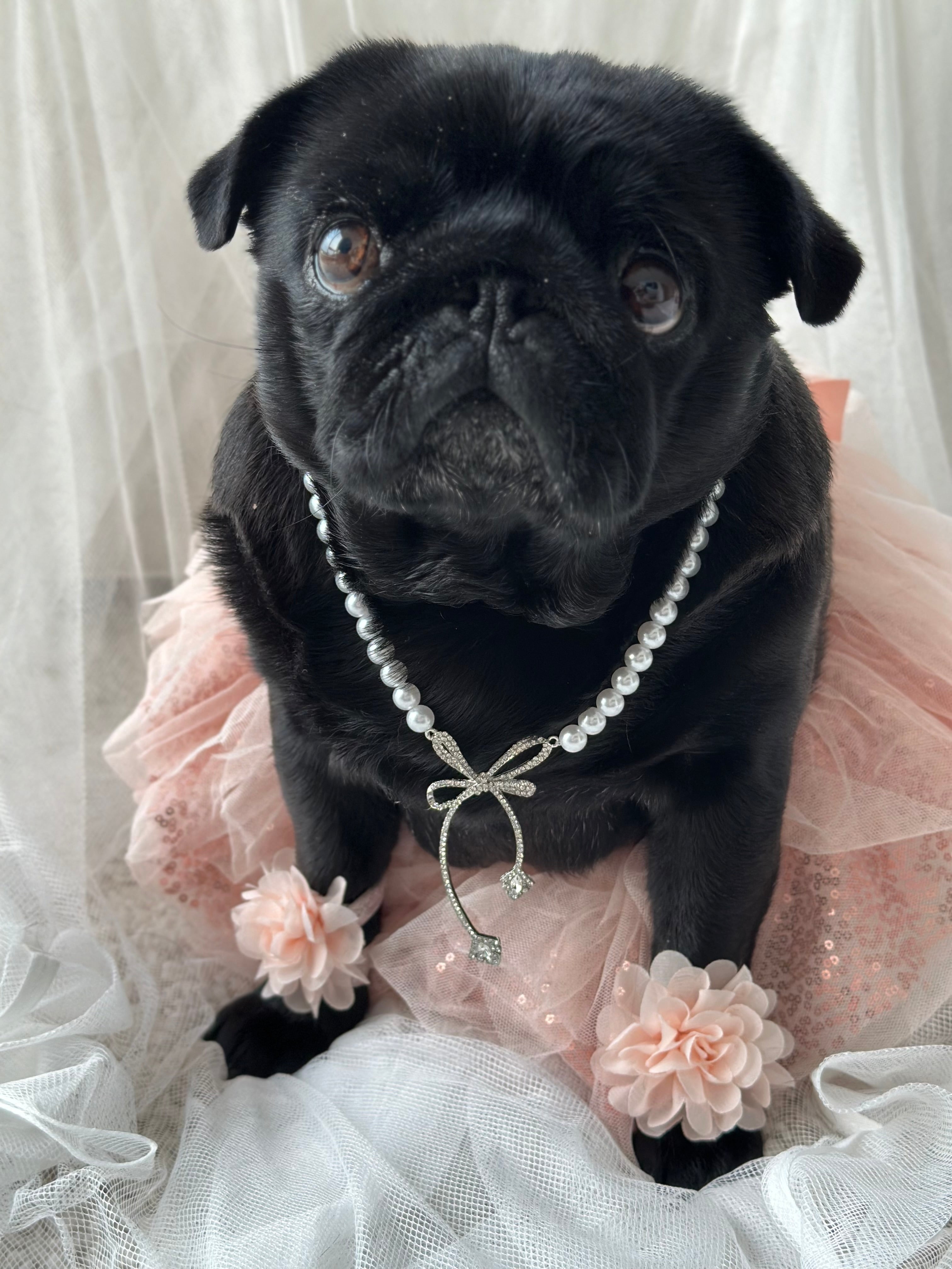 Picture Paw-fect: 8 Tips to Train Your Dog to Shine in Photos ...