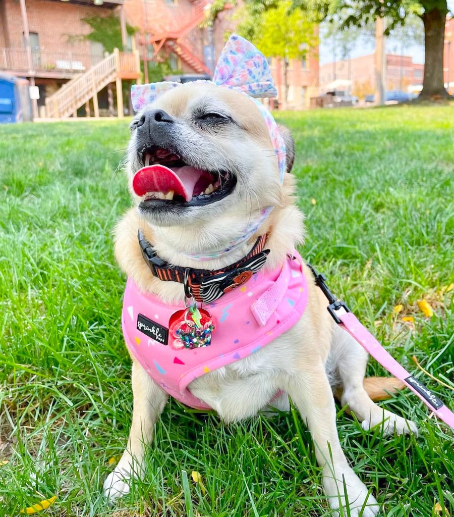 7 Tips for Choosing the Perfect Dog Harness – Sprinkle Pups