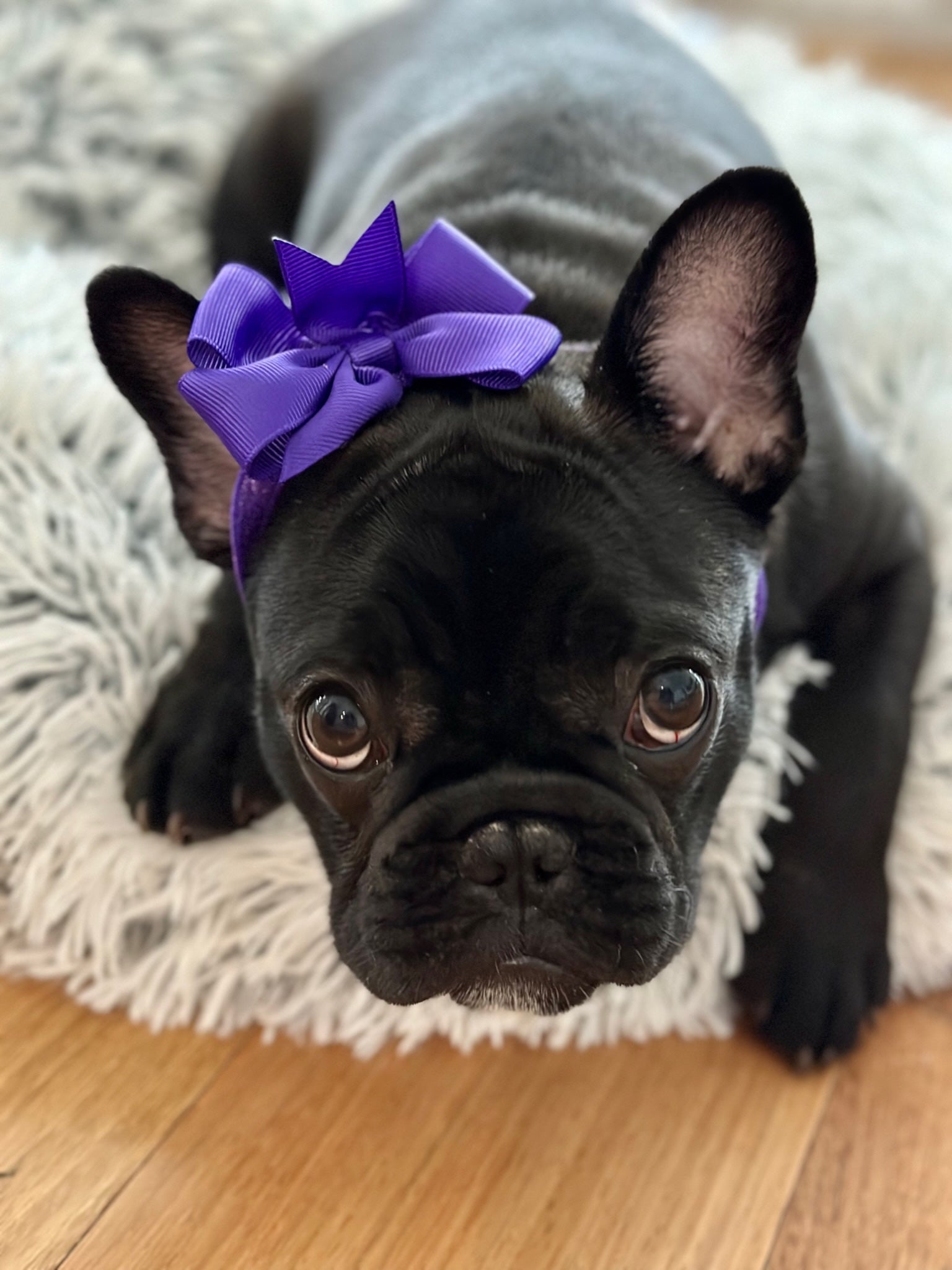 Want to Dress Up Your Pup? Here's How to Put a Bow on a Short Hair Dog ...