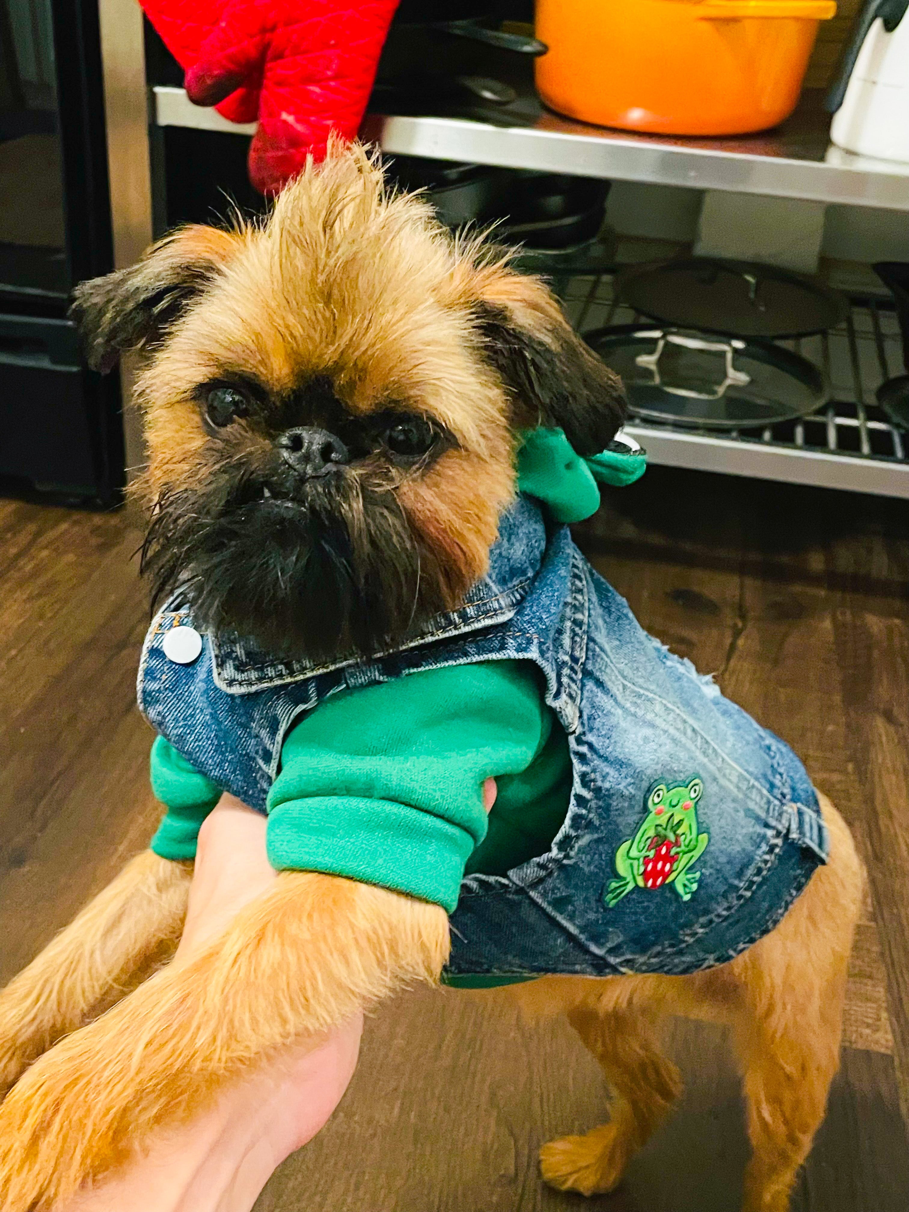 11 Fashion Tips for Dogs: How to Dress Your Canine Companion with Styl ...