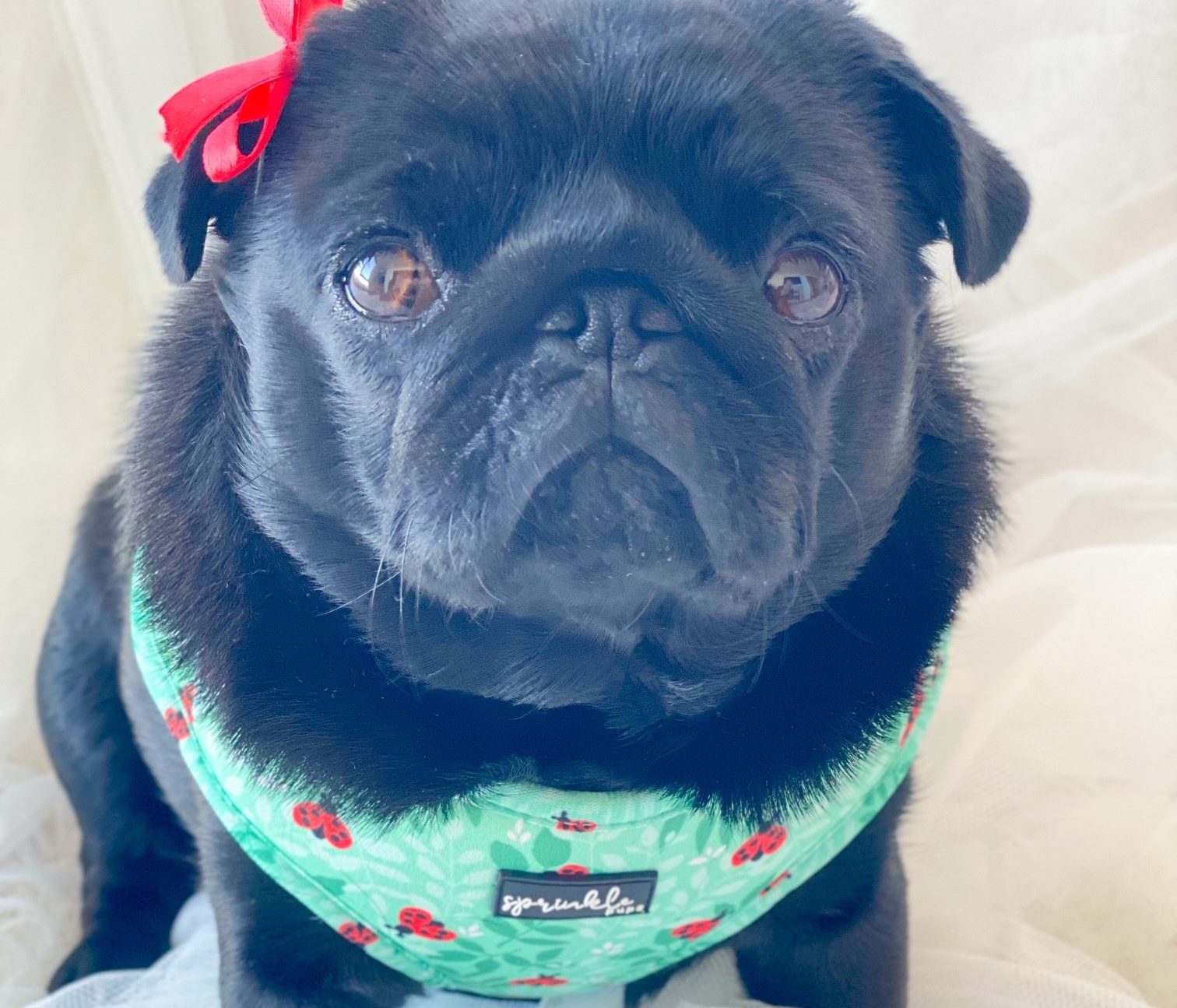 New Sprinkle Pups Designs are Here!